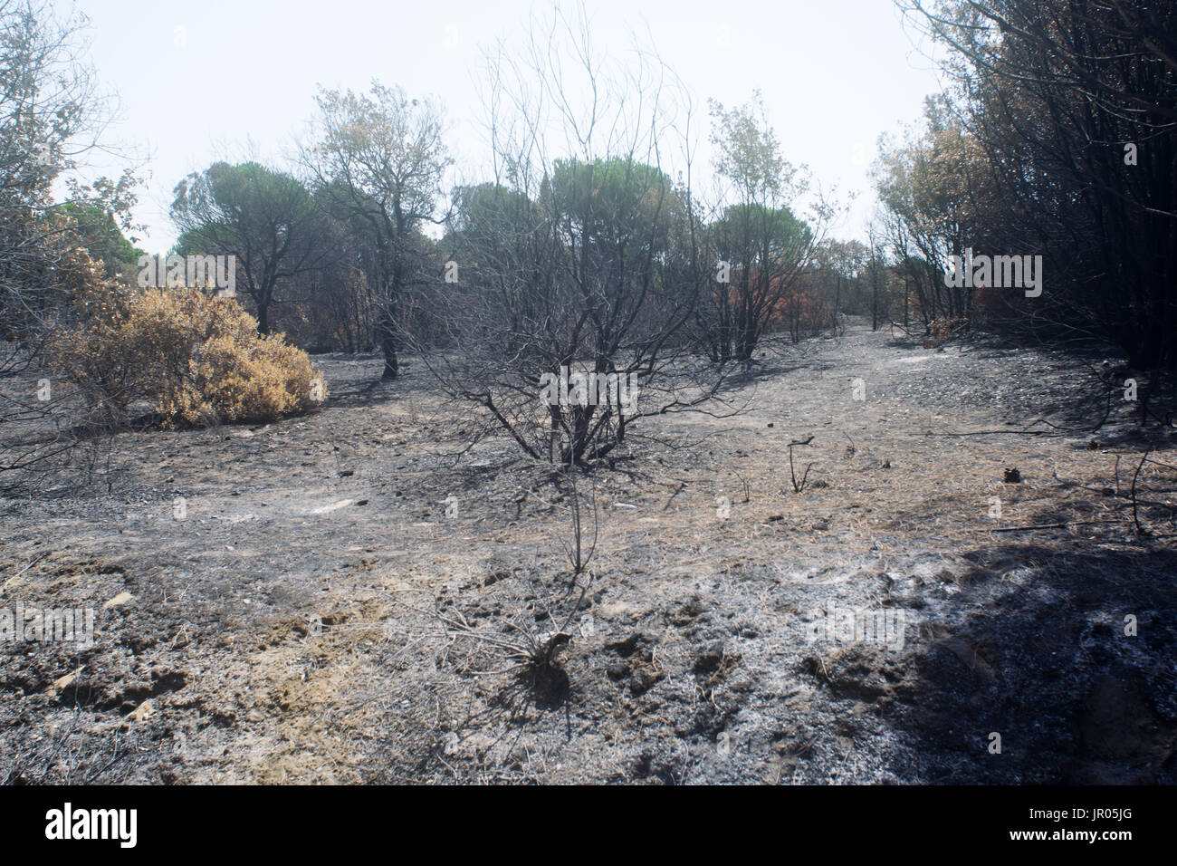 pinewood of Castel Fusano at Rome as appears after the terrible blaze ...