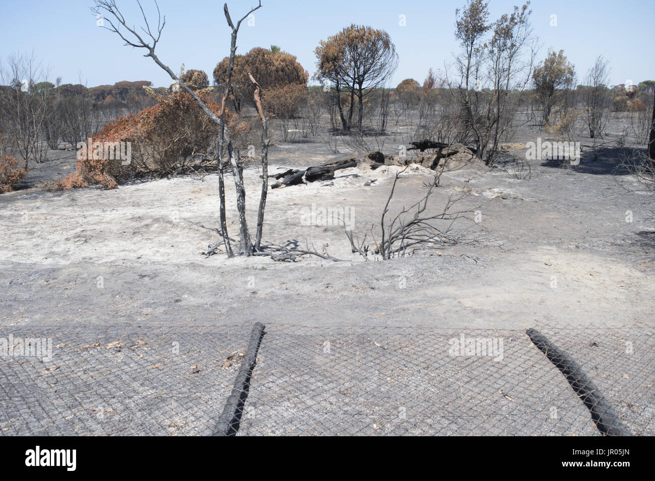 Rome's castel fusano pinewood after the terrible blaze which devasted ...