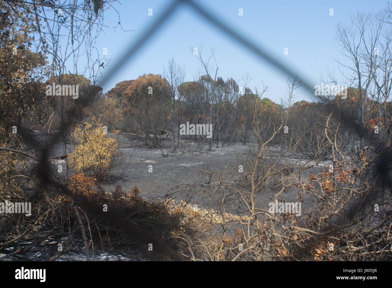 pinewood of Castel Fusano at Rome as appears after the terrible blaze ...