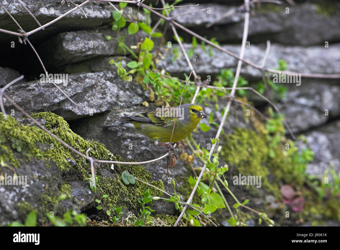 Corsican finch Carduelis corsicanus male Corsica France Stock Photo - Alamy