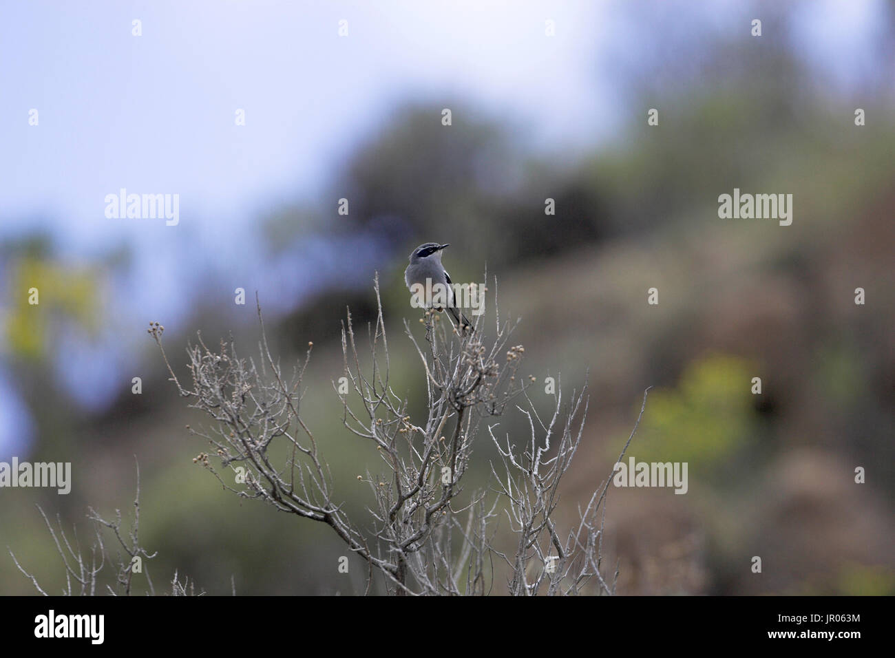 Fairy flycatcher hi-res stock photography and images - Alamy