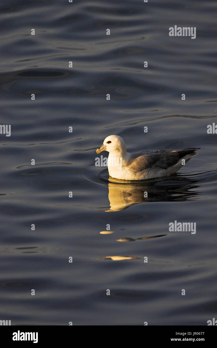 Northern fulmar Fulmarus glacialis Iceland July 2009 Stock Photo - Alamy