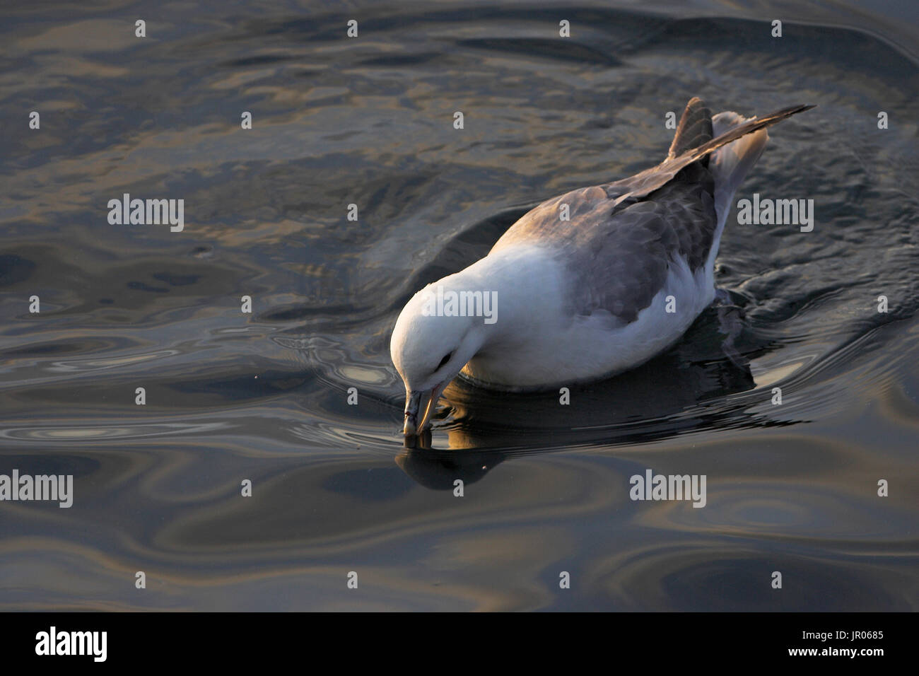 Northern fulmar Fulmarus glacialis Iceland July 2009 Stock Photo - Alamy