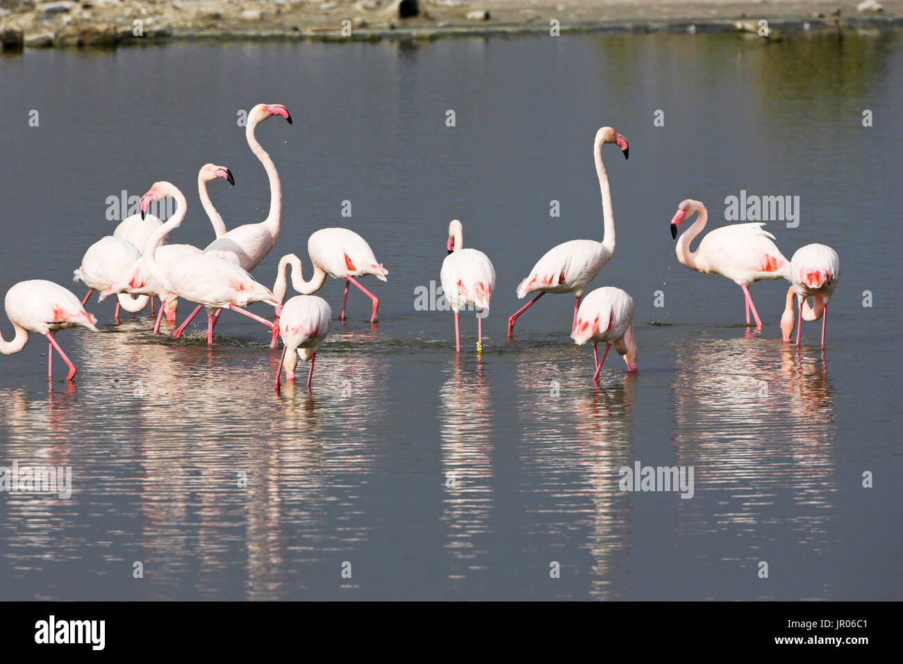 Greater flamingo Phoenicopterus ruber feeding Reserve Naturel Camargue ...
