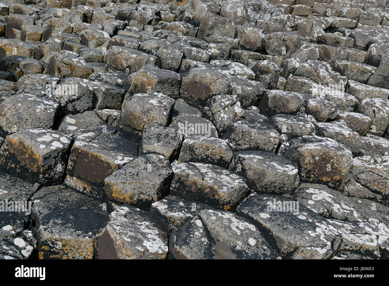 Bed of volcanic hexagonal rocks basalt columns at the Giant`s Causeway ...