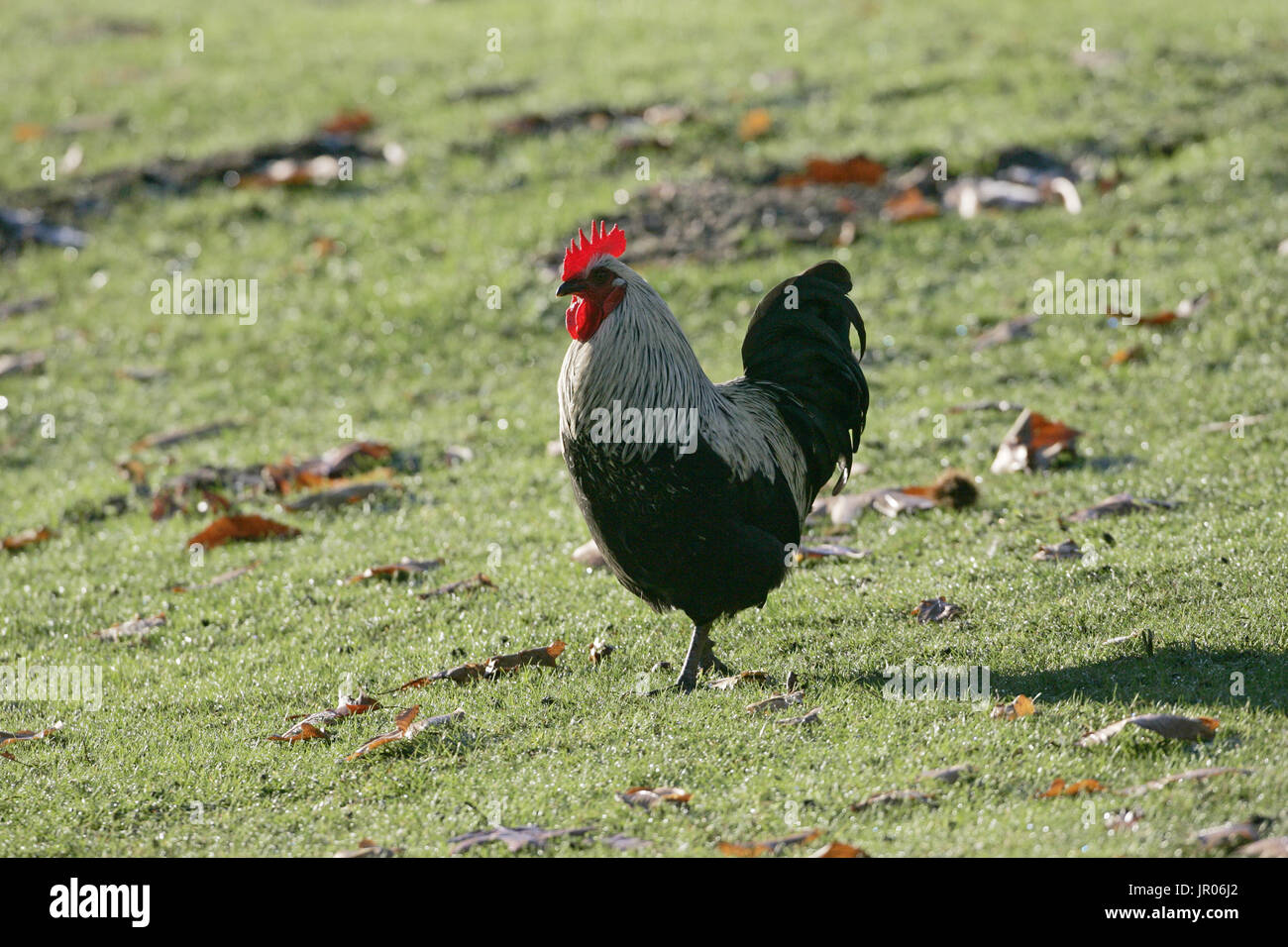 Domestic fowl cockrel on grassland Dorset England Stock Photo - Alamy