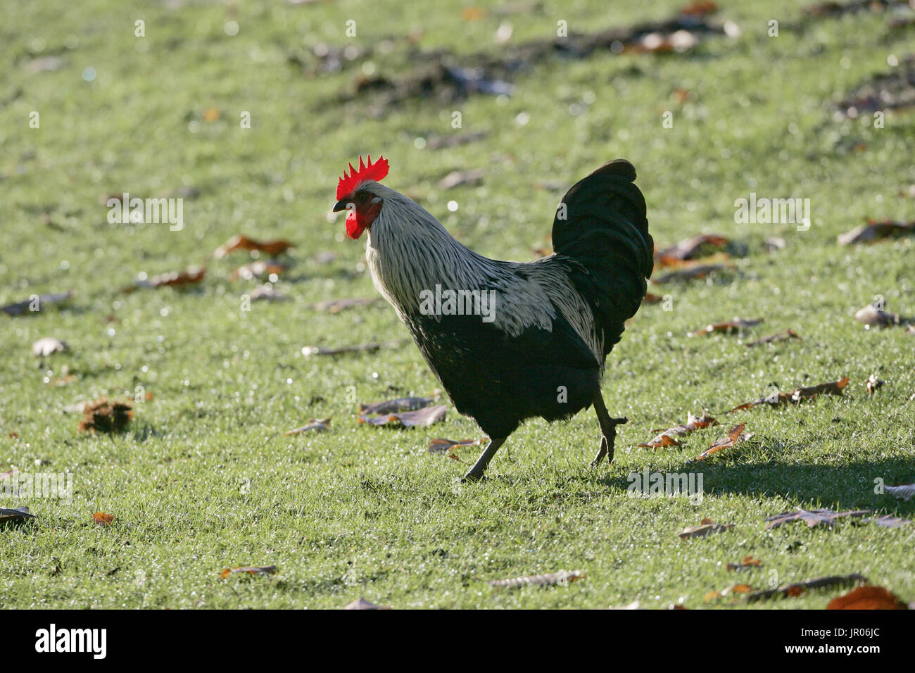 Domestic fowl cockrel on grassland Dorset England Stock Photo - Alamy