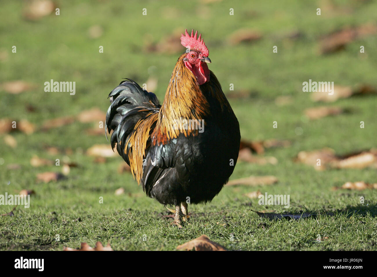 Cockrel hi-res stock photography and images - Alamy