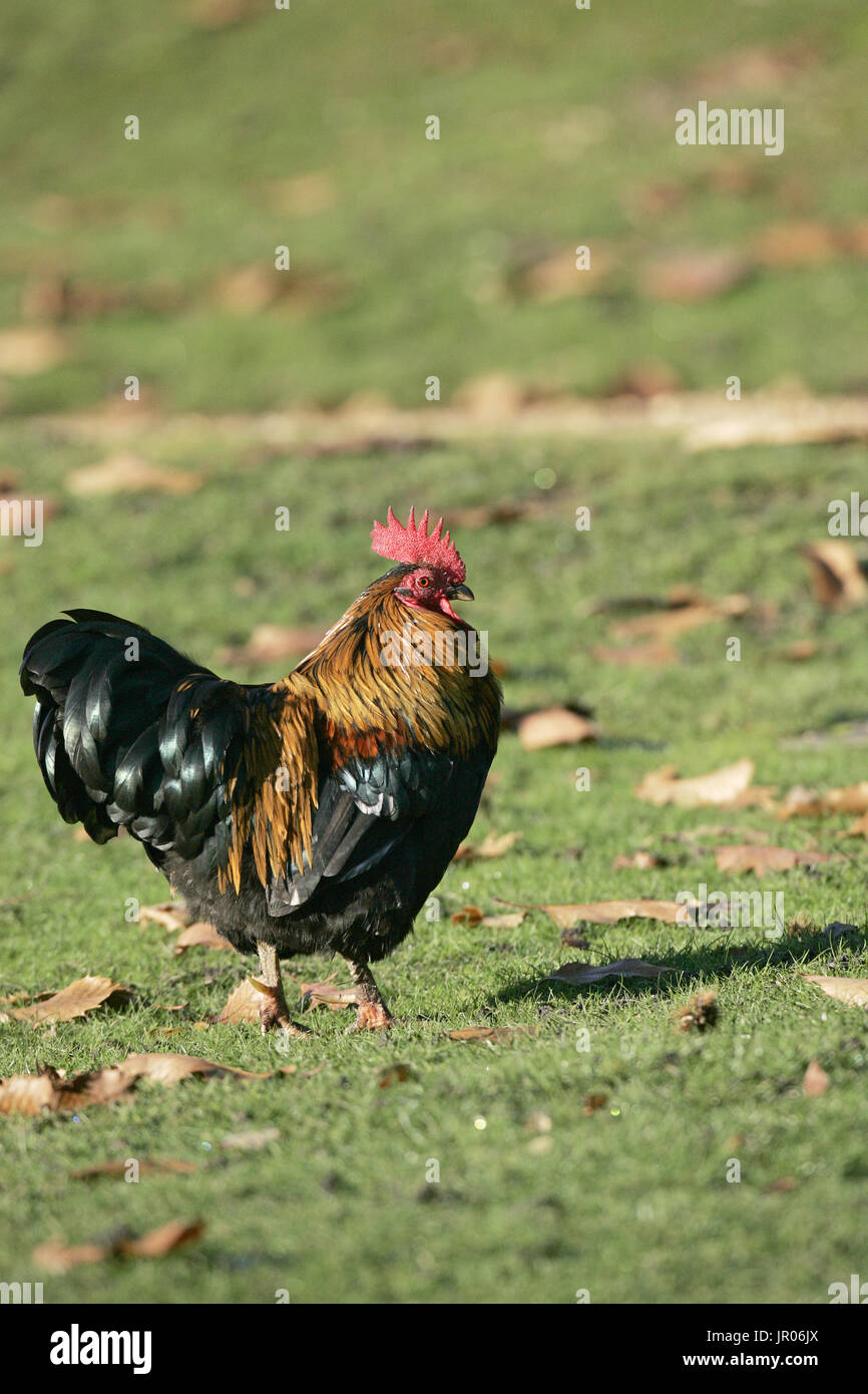 Domestic fowl cockrel on grassland Dorset England Stock Photo - Alamy