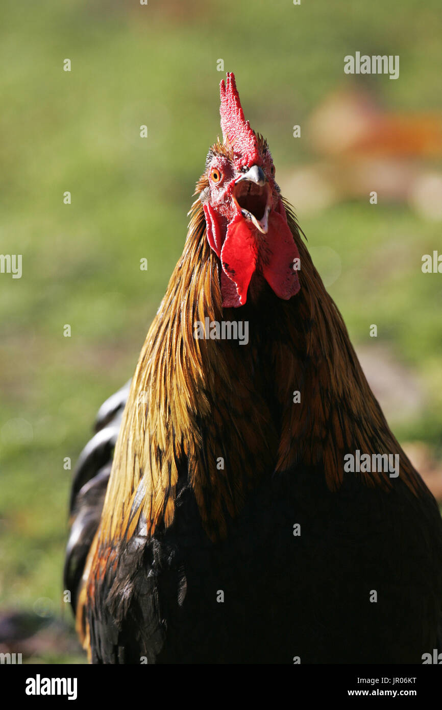 Domestic fowl cockrel calling on grassland Dorset England Stock Photo ...