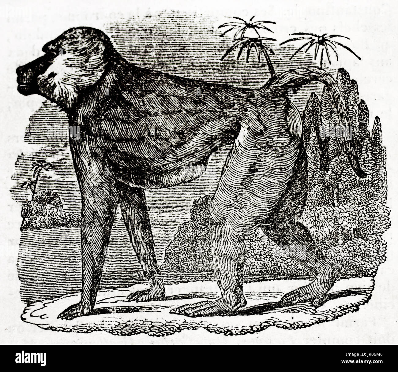 Drawing illustration art baboon hi-res stock photography and images - Alamy