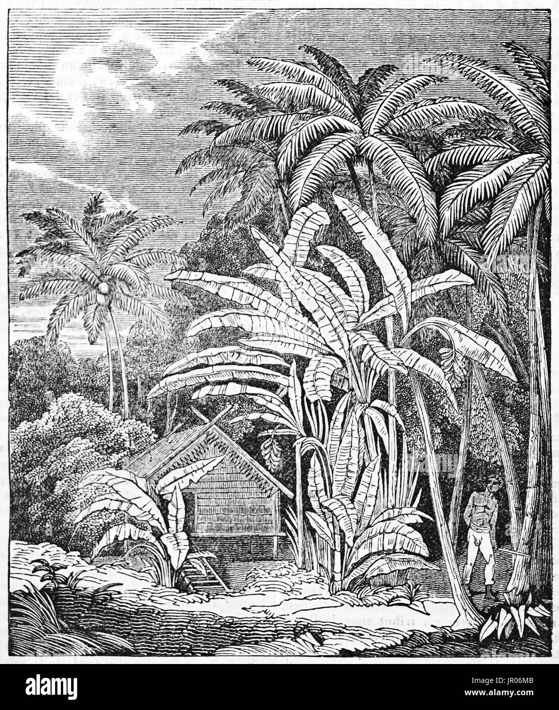 Old banana tree illustration Black and White Stock Photos & Images - Alamy