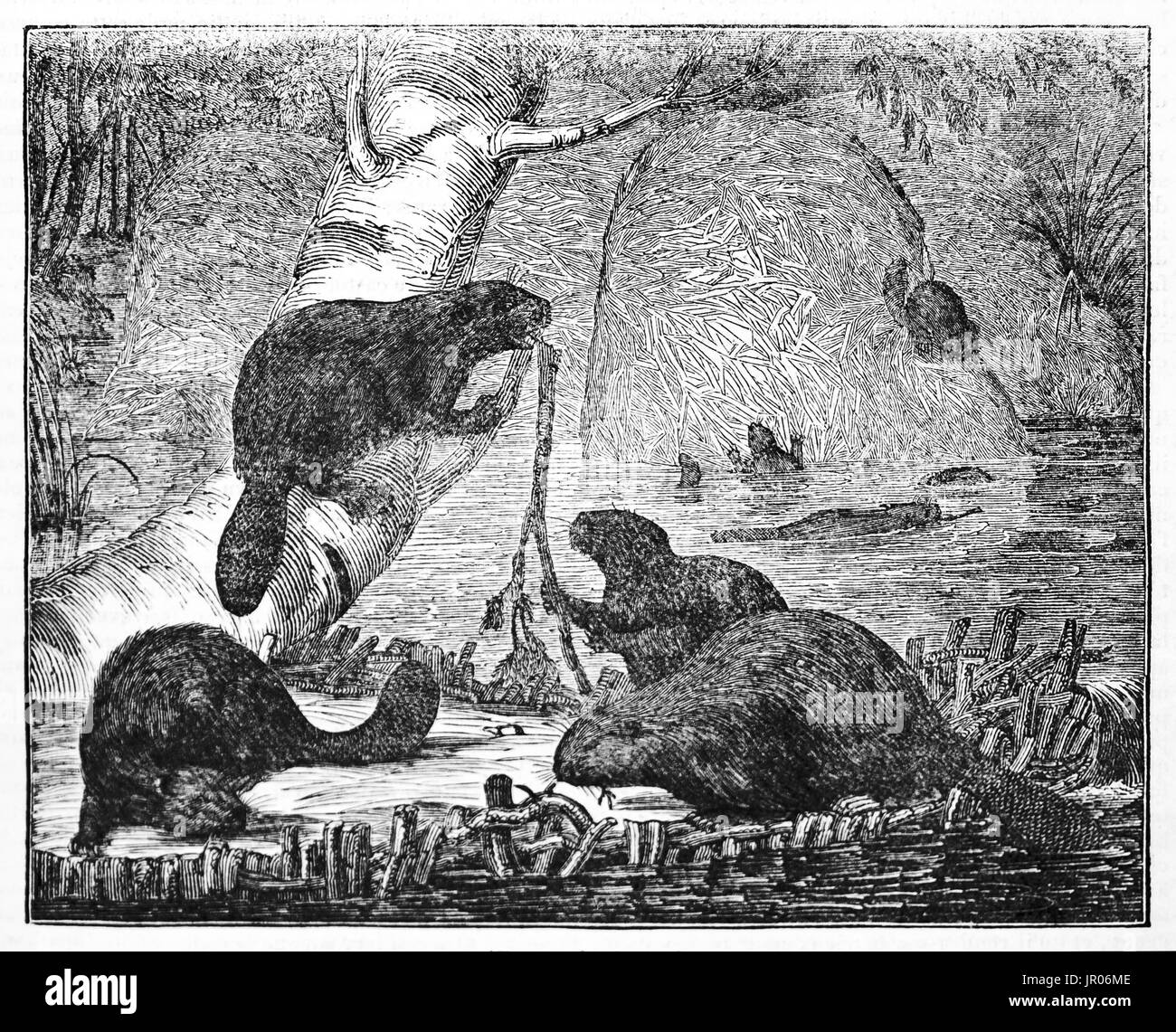 Engraved muzzle Black and White Stock Photos & Images - Alamy