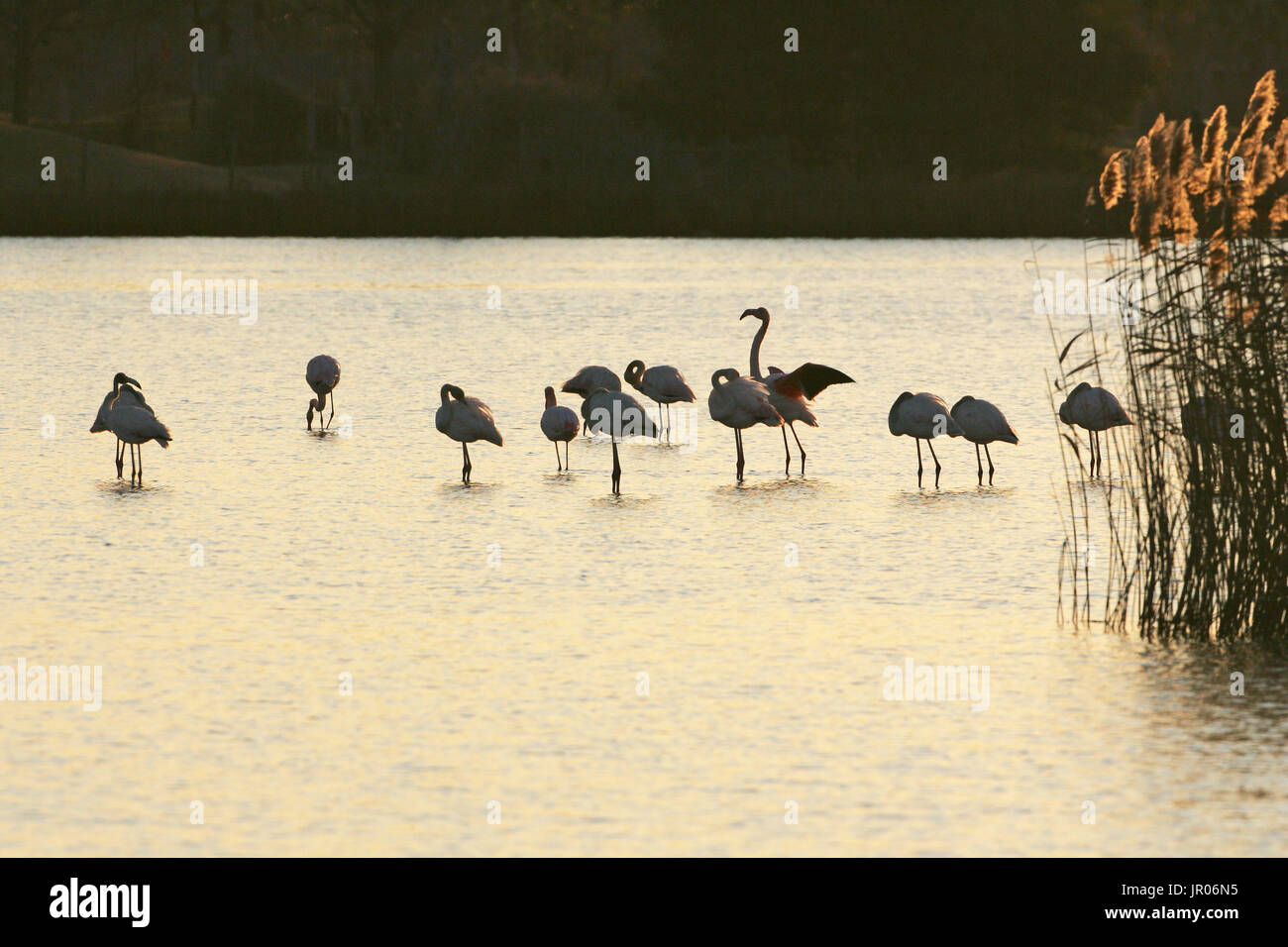 Greater flamingo Phoenicopterus ruber Stock Photo - Alamy