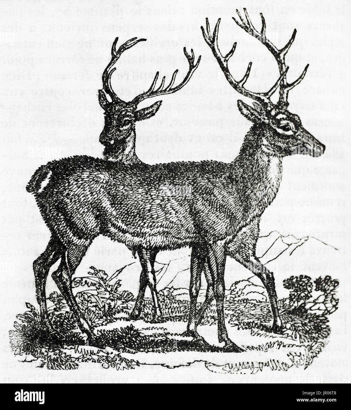 Vintage Drawing Deer High Resolution Stock Photography and Images - Alamy