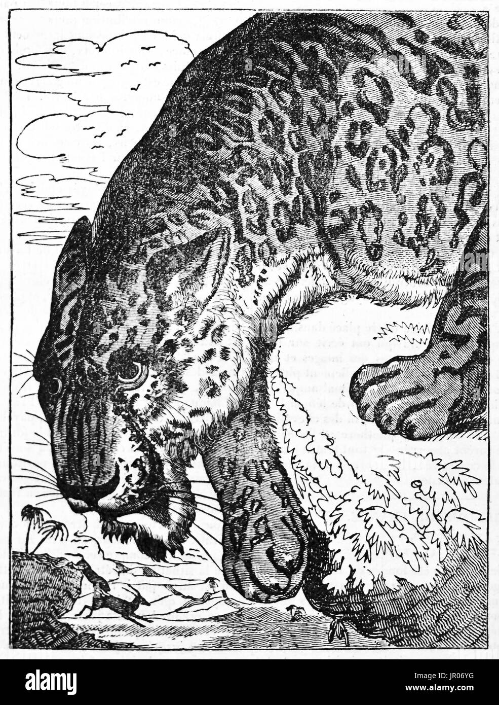 Old illustration of a Leopard (panthera pardus) watching his prey. By ...
