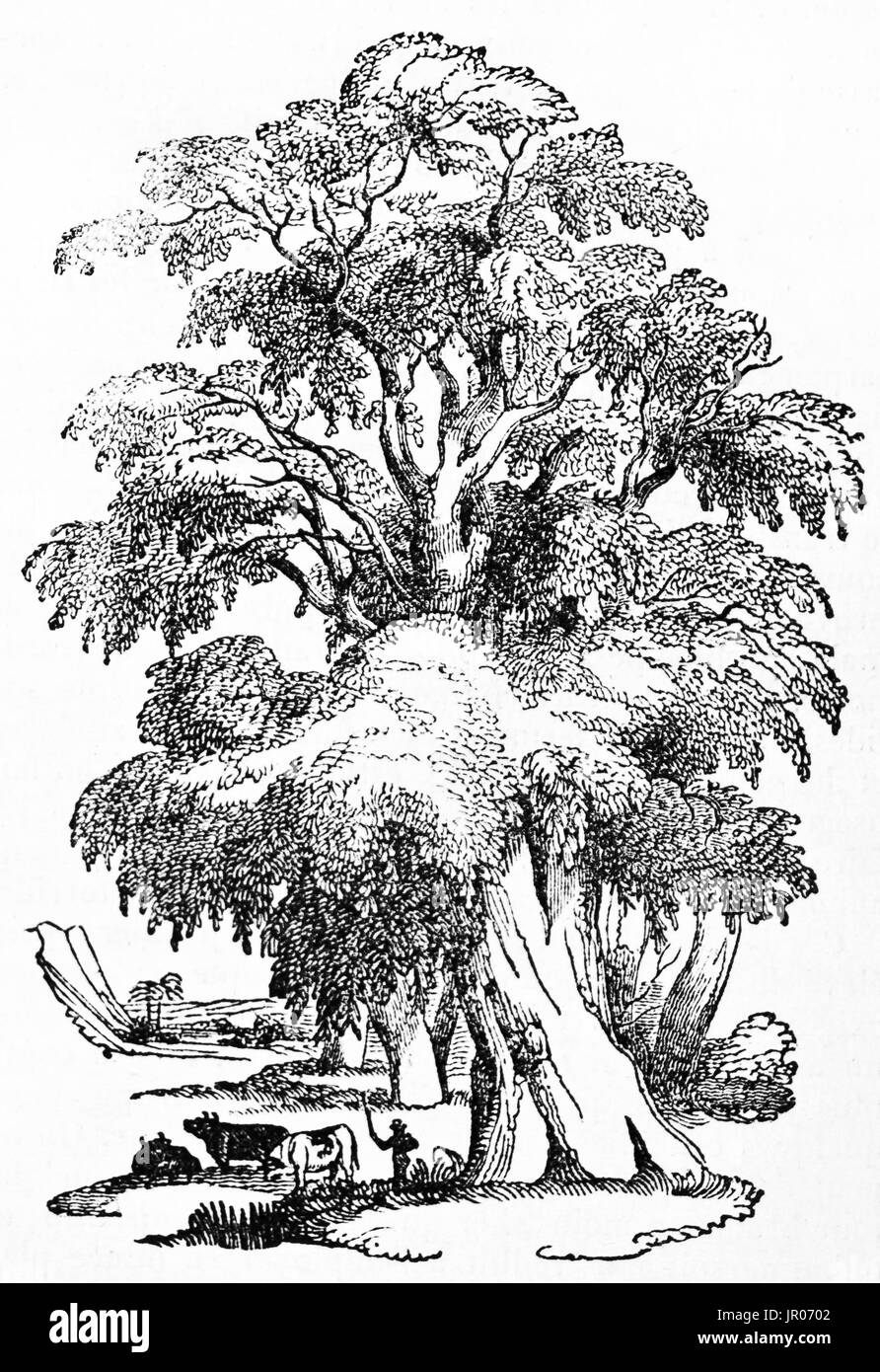 1833 Botany High Resolution Stock Photography and Images - Alamy