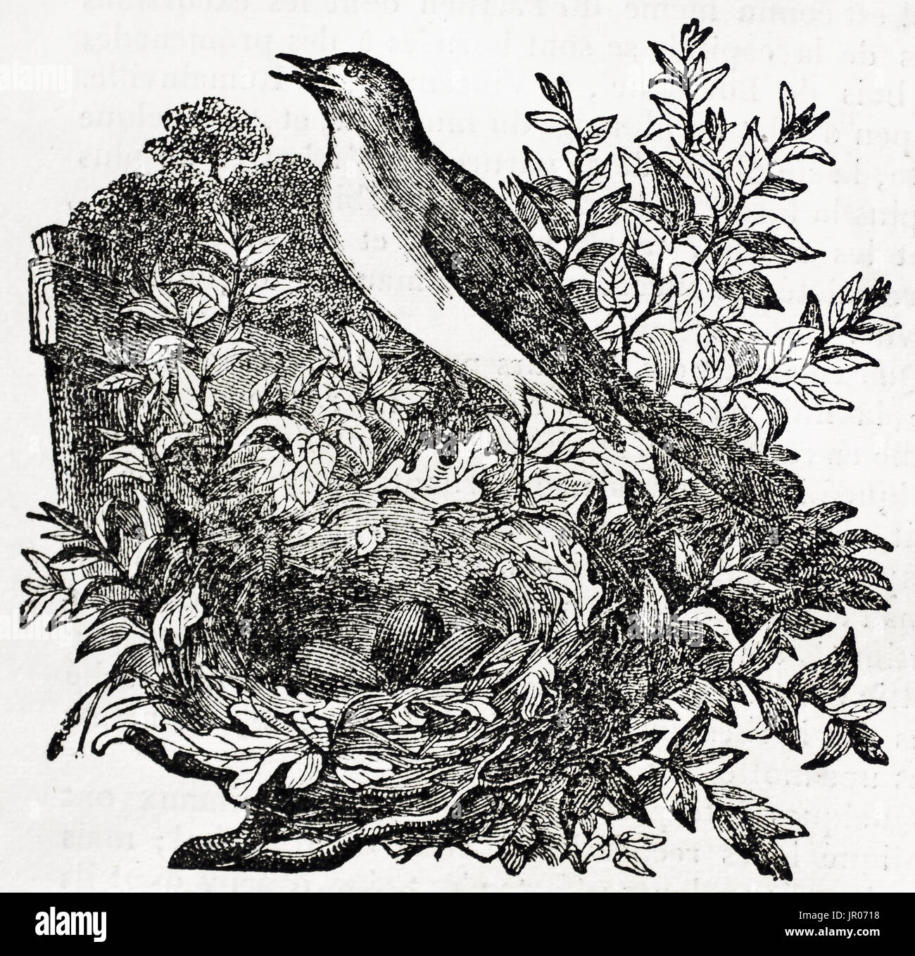 Old illustration of a Common nightingale (Luscinia megarhynchos). By ...