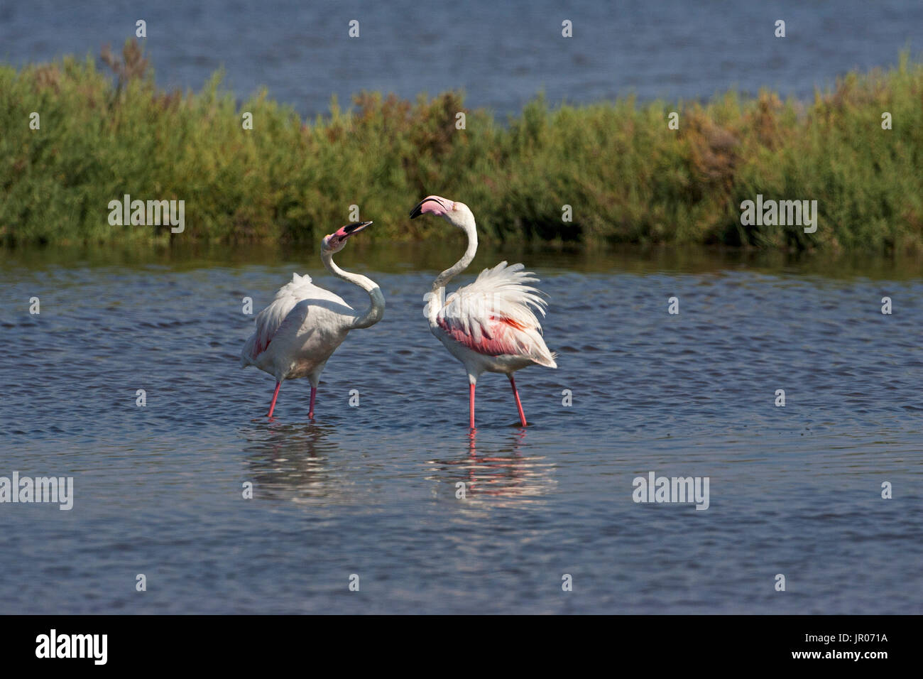 Greater flamingo Phoenicopterus ruber two showing aggression on feeding ...