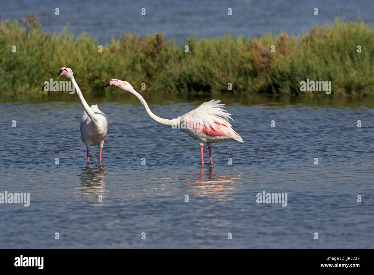 Phoenicopterus ruber feeding on hi-res stock photography and images - Alamy