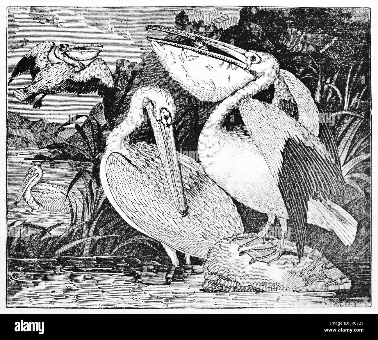 Old engraved illustration of pelicans (Pelecanus onocrotalus). By ...