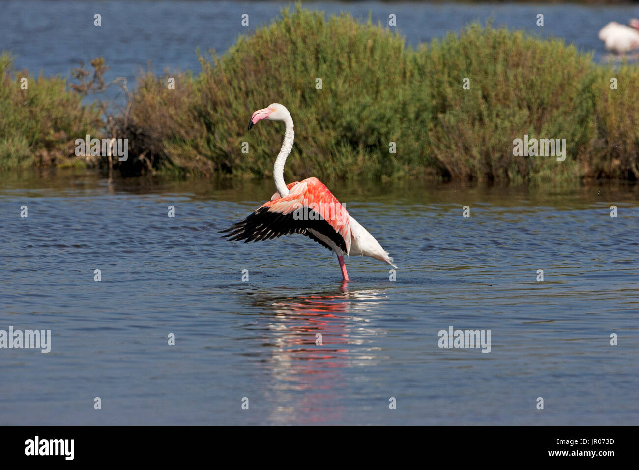 Flamingo stretching hi-res stock photography and images - Alamy