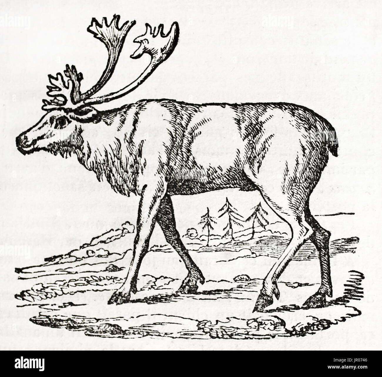 Old engraved illustration of a Reindeer (Rengifer tarandus). By ...