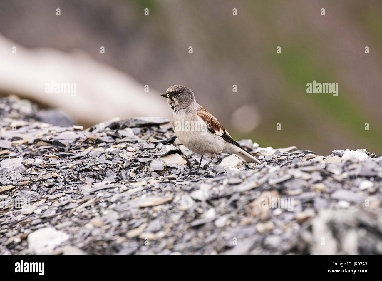 White winged snow finch hi-res stock photography and images - Alamy