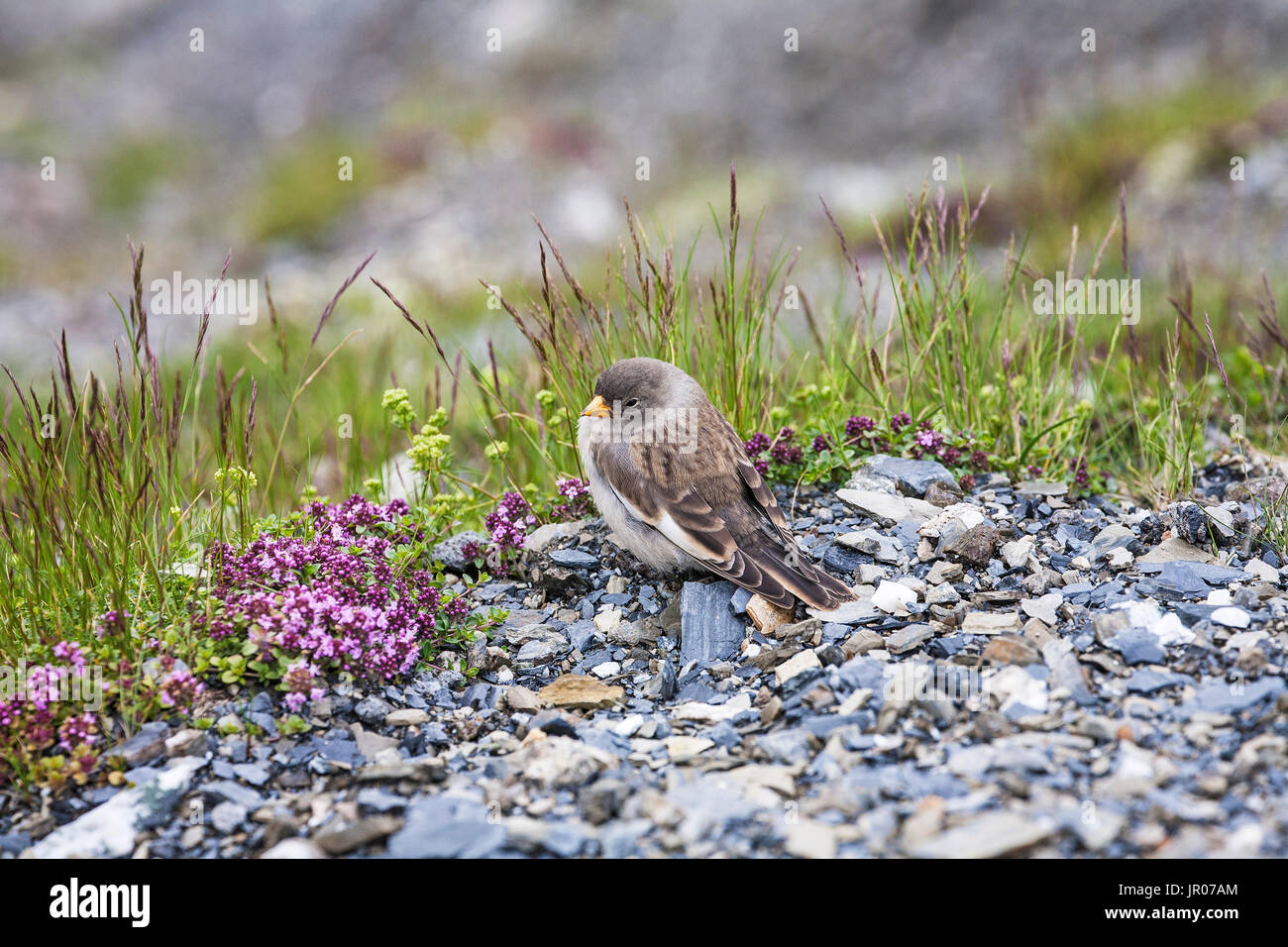 White-winged snow finch Montifringilla nivalis juvenile beside Wild ...