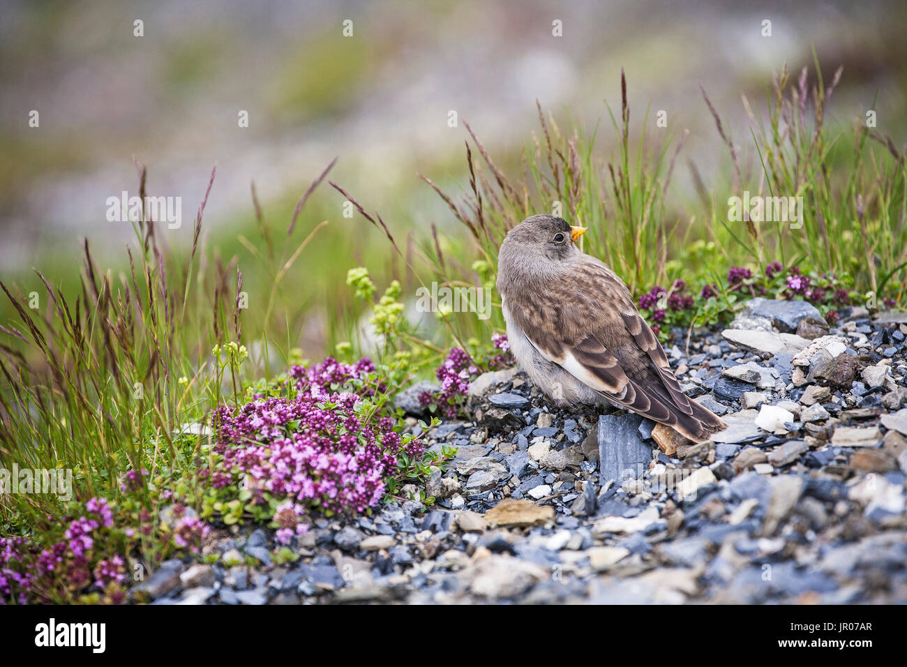 Col du tourmalet snow hi-res stock photography and images - Alamy