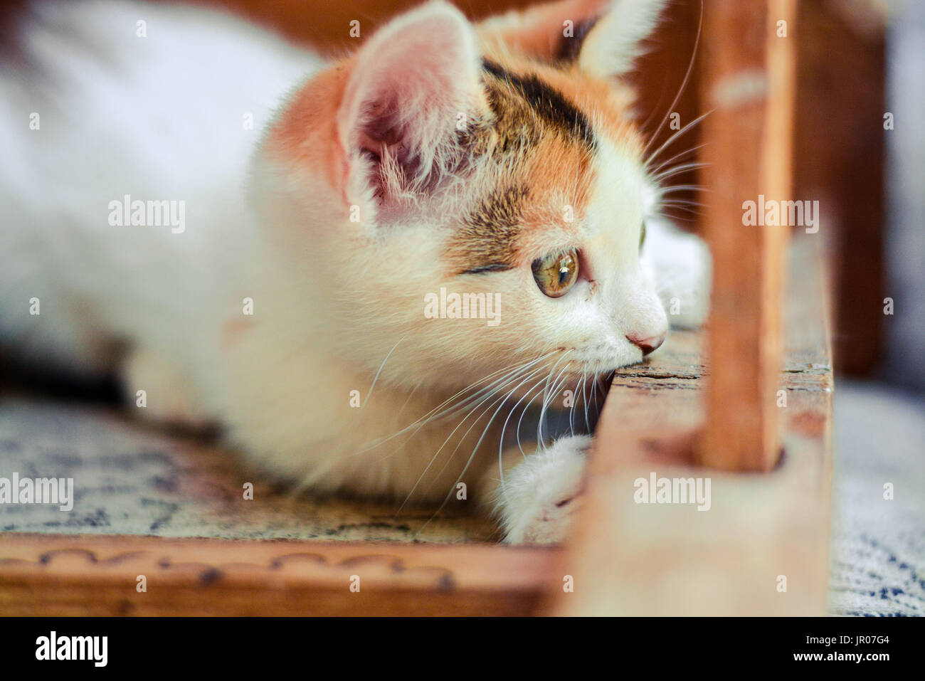 Cat messing around hi-res stock photography and images - Alamy