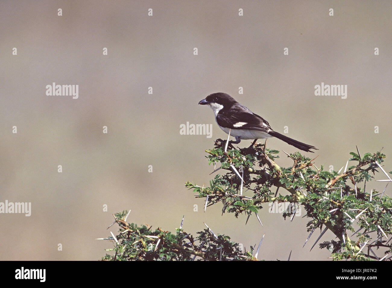Long-tailed fiscal Lanius cabanisi in acacia tree Nairobi National Park ...