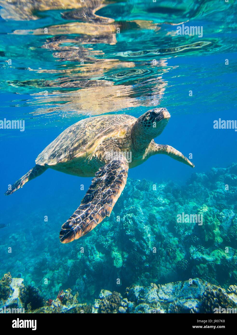 Turtle swimming cap High Resolution Stock Photography and Images - Alamy