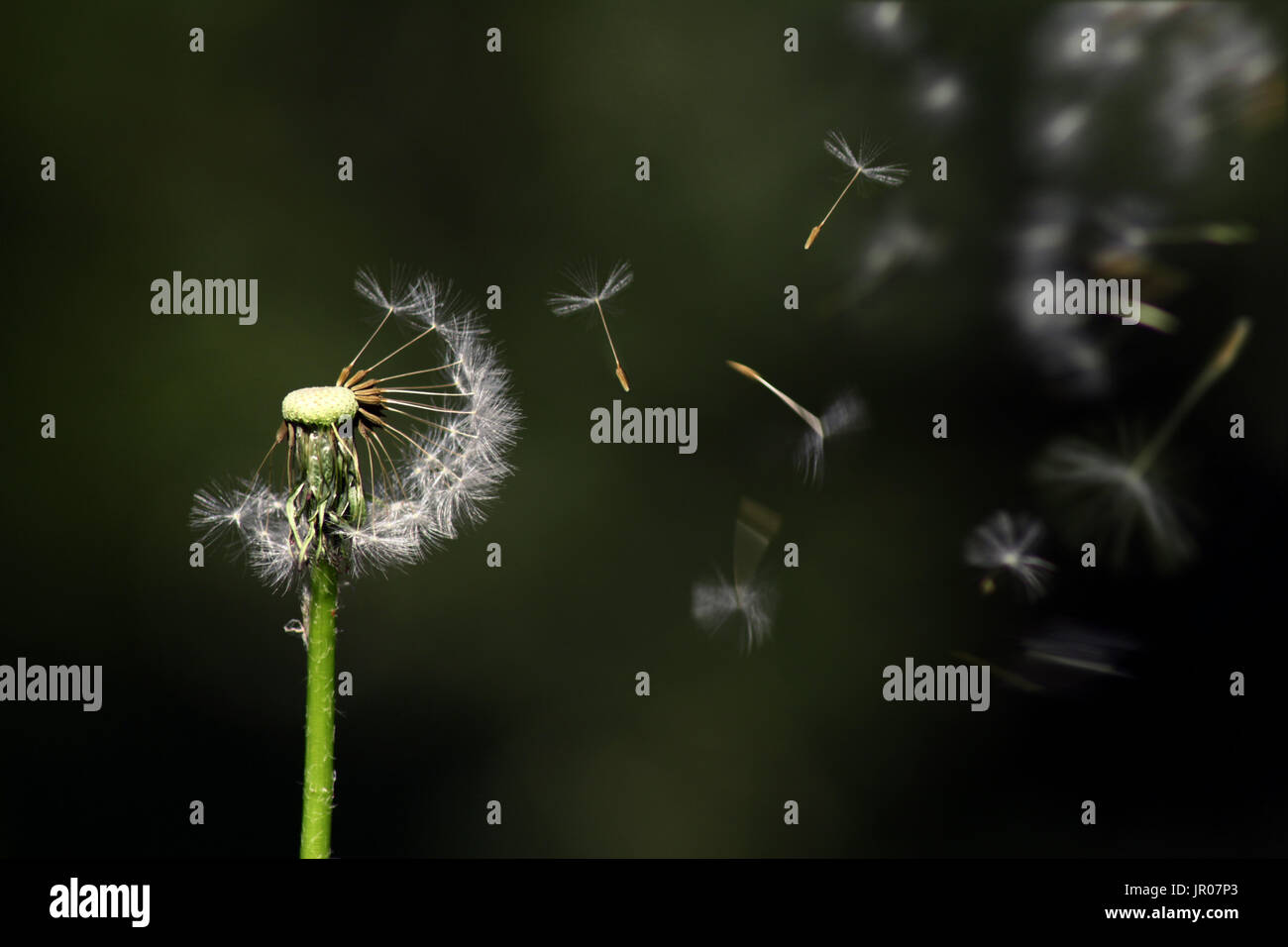 Plant blowing in wind hi-res stock photography and images - Alamy