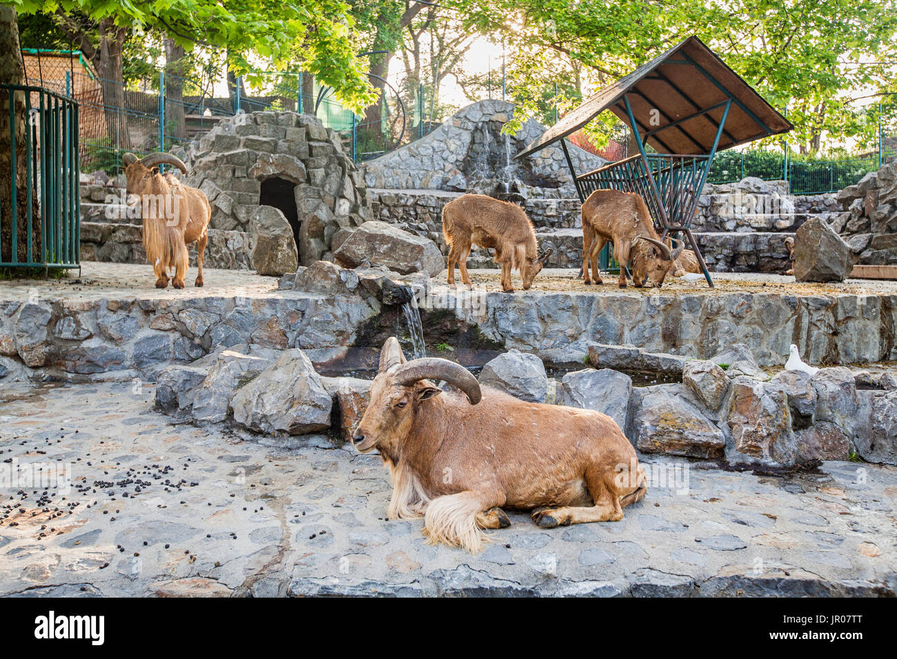 Group of the Barbary sheep in ZOO Stock Photo - Alamy