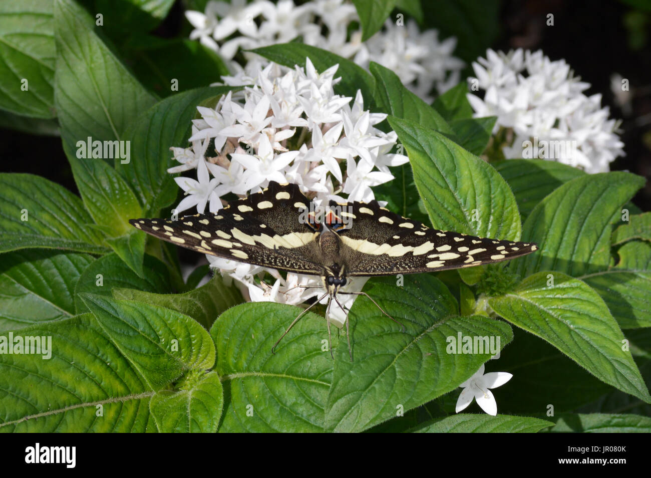 Butterfly in the garden Stock Photo - Alamy