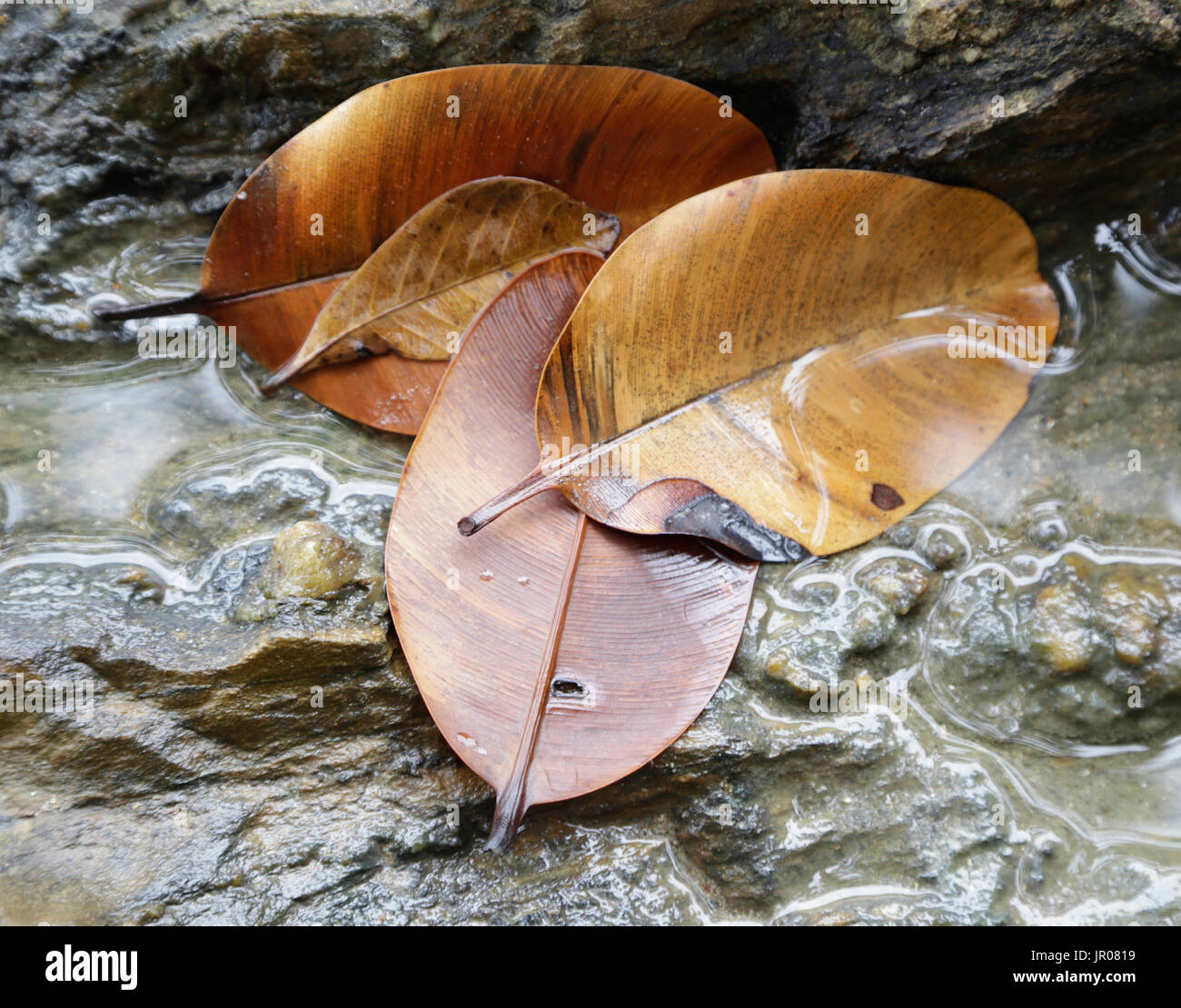 Dead wet leaves hi-res stock photography and images - Alamy