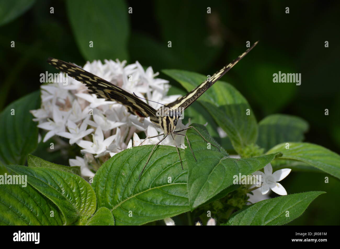 Butterfly in the garden Stock Photo - Alamy