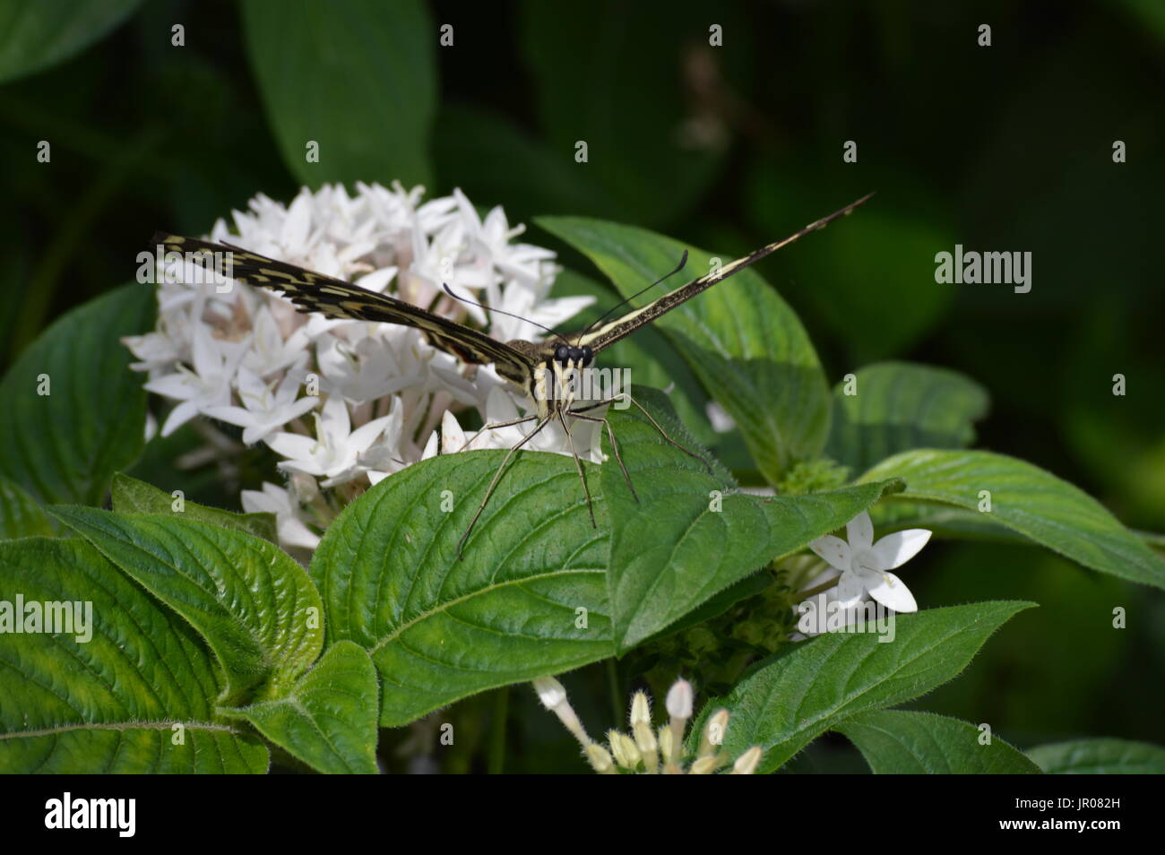 Butterfly in the garden Stock Photo - Alamy