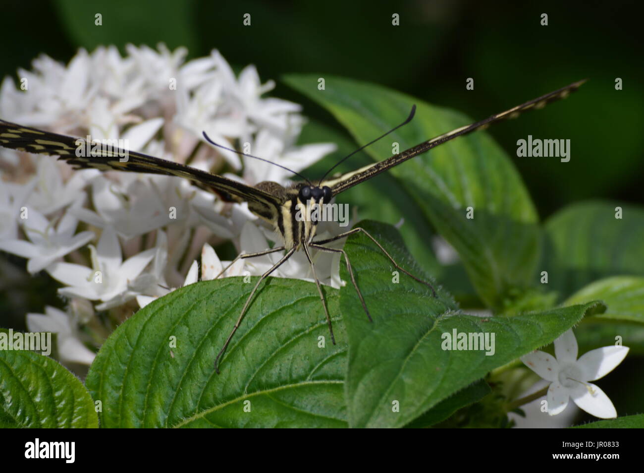 Butterfly in the garden Stock Photo - Alamy