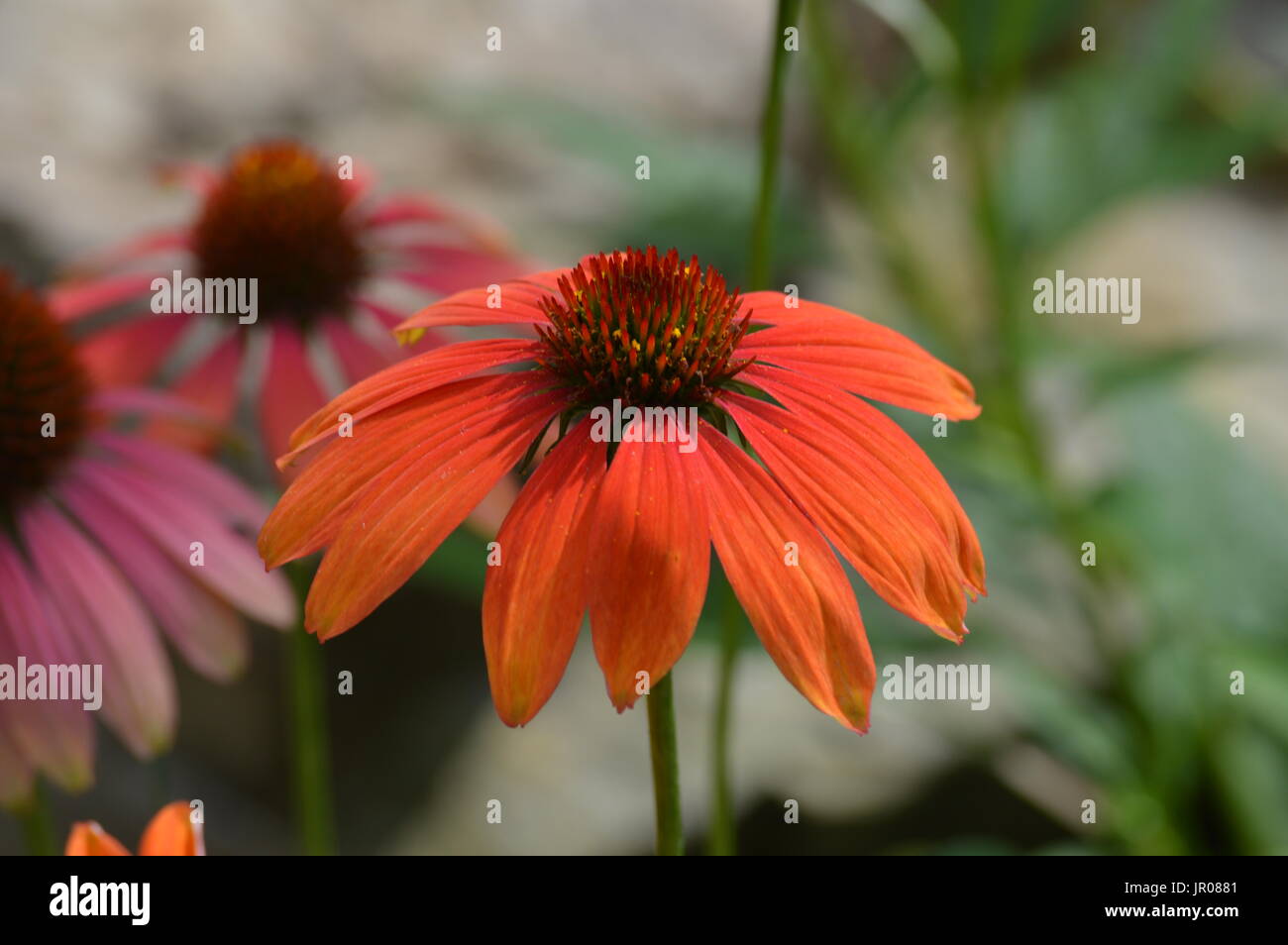 Blooming coneflower in garden hi-res stock photography and images - Alamy