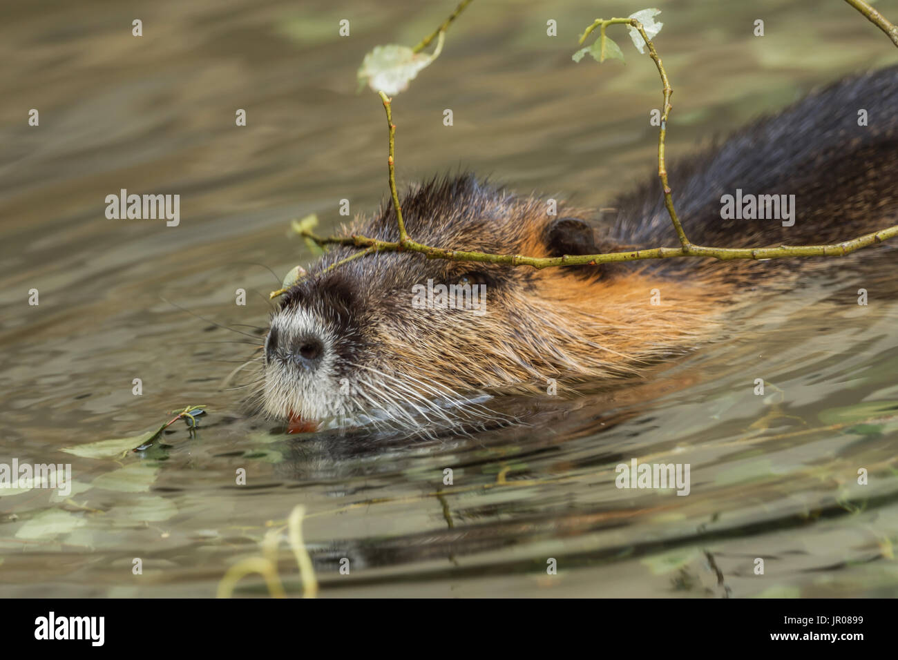 Beaver cleaning hi-res stock photography and images - Alamy
