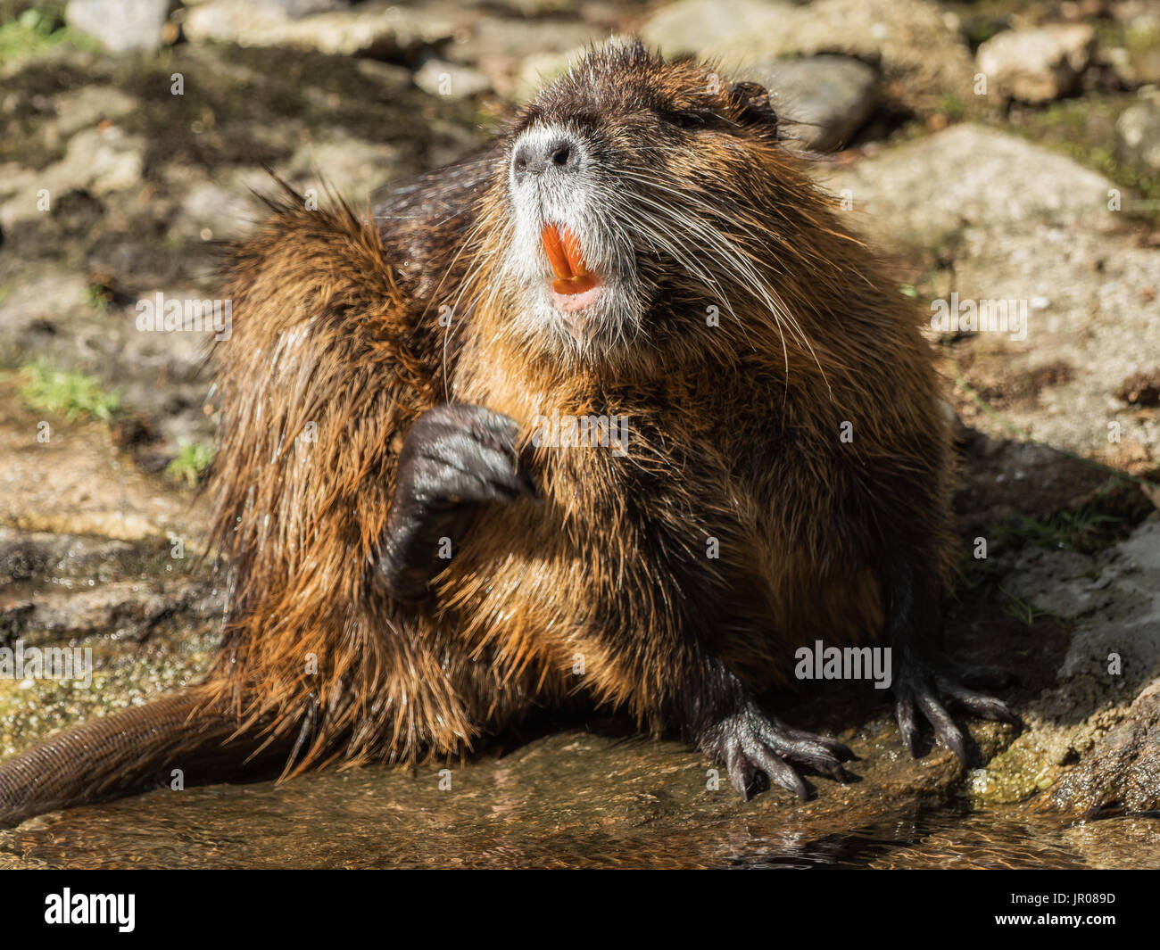 Beaver cleaning hi-res stock photography and images - Alamy