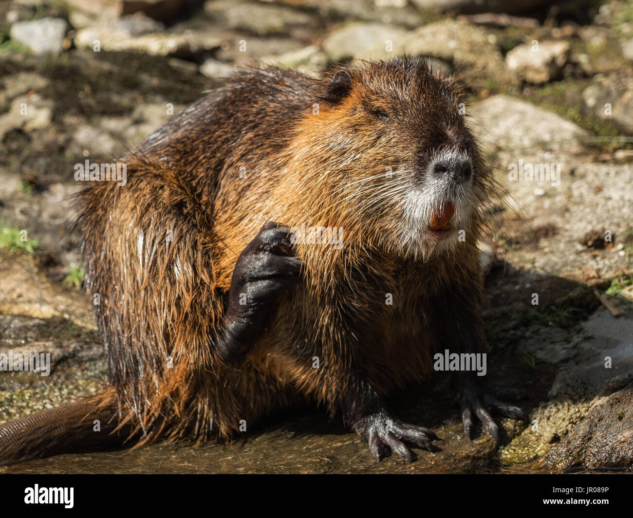 Beaver cleaning hi-res stock photography and images - Alamy