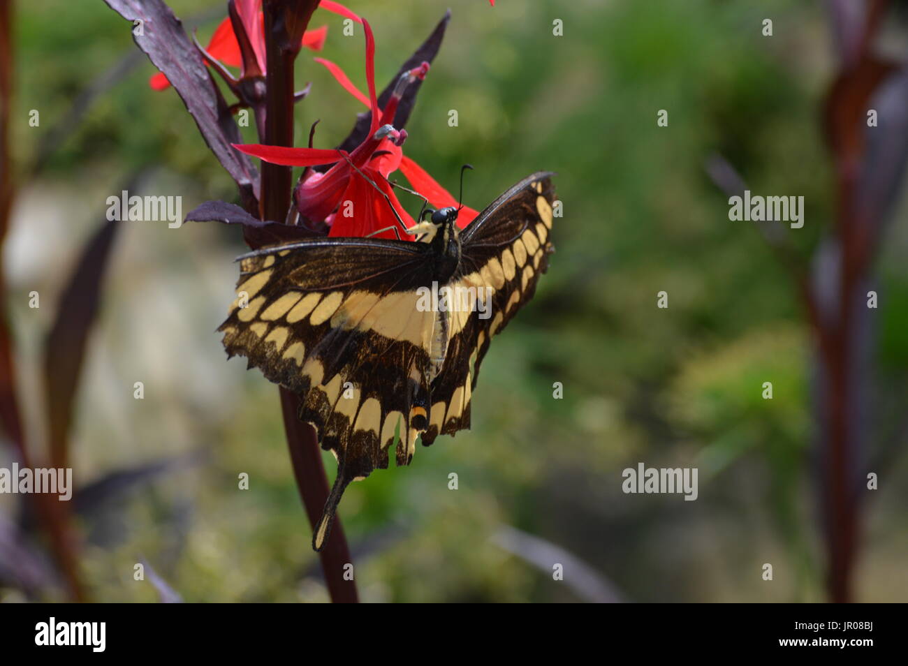 Butterfly in the garden Stock Photo - Alamy