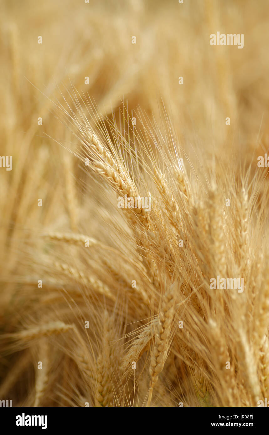 Backgrounds and textures: field of golden wheat, agricultural abstract ...
