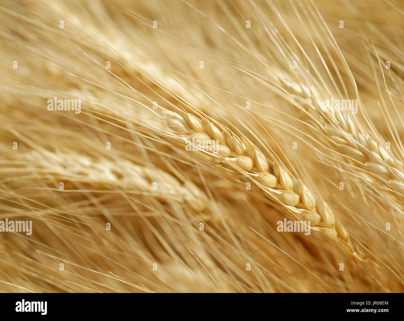 Backgrounds and textures: field of golden wheat, agricultural abstract ...