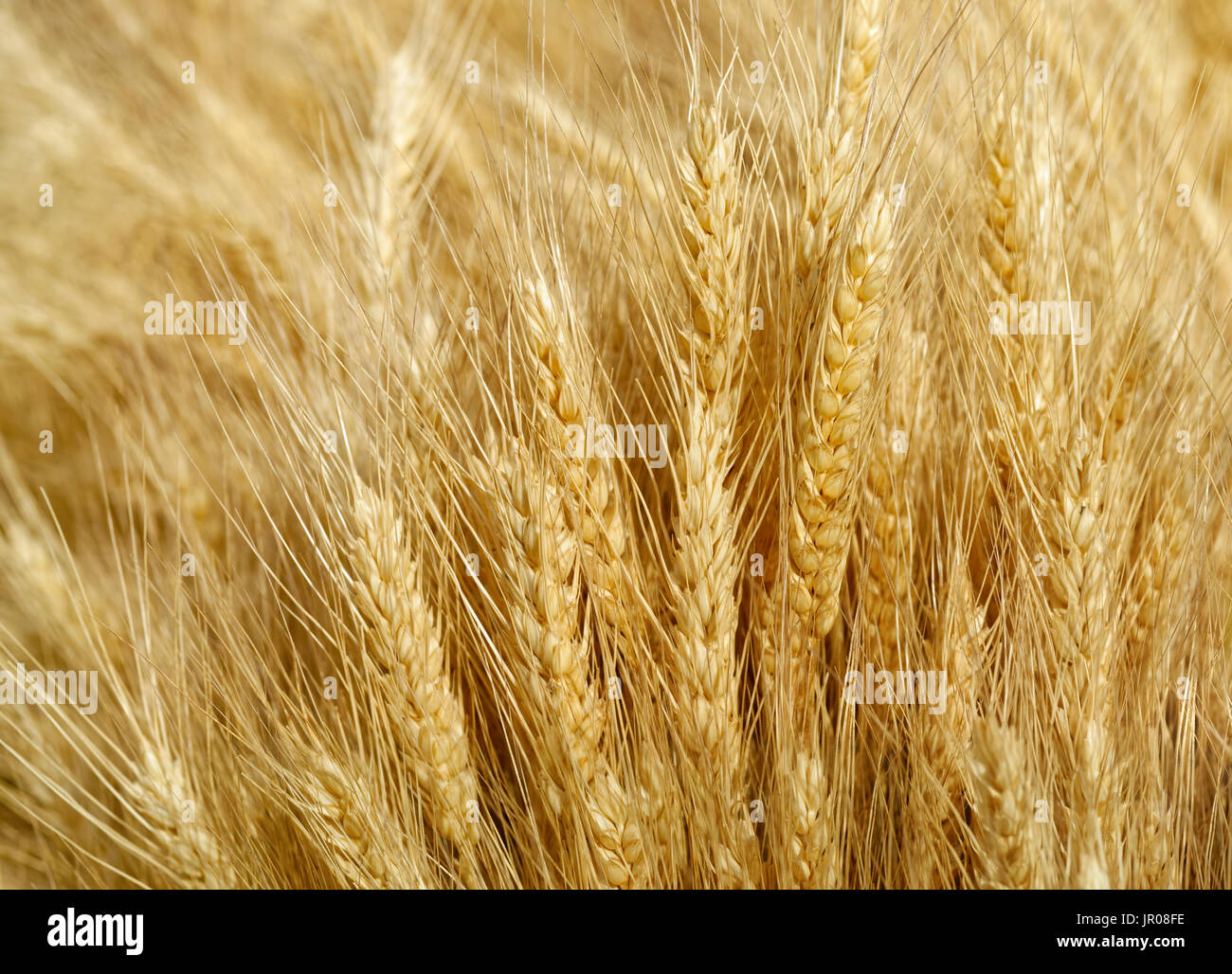 Backgrounds and textures: field of golden wheat, agricultural abstract ...