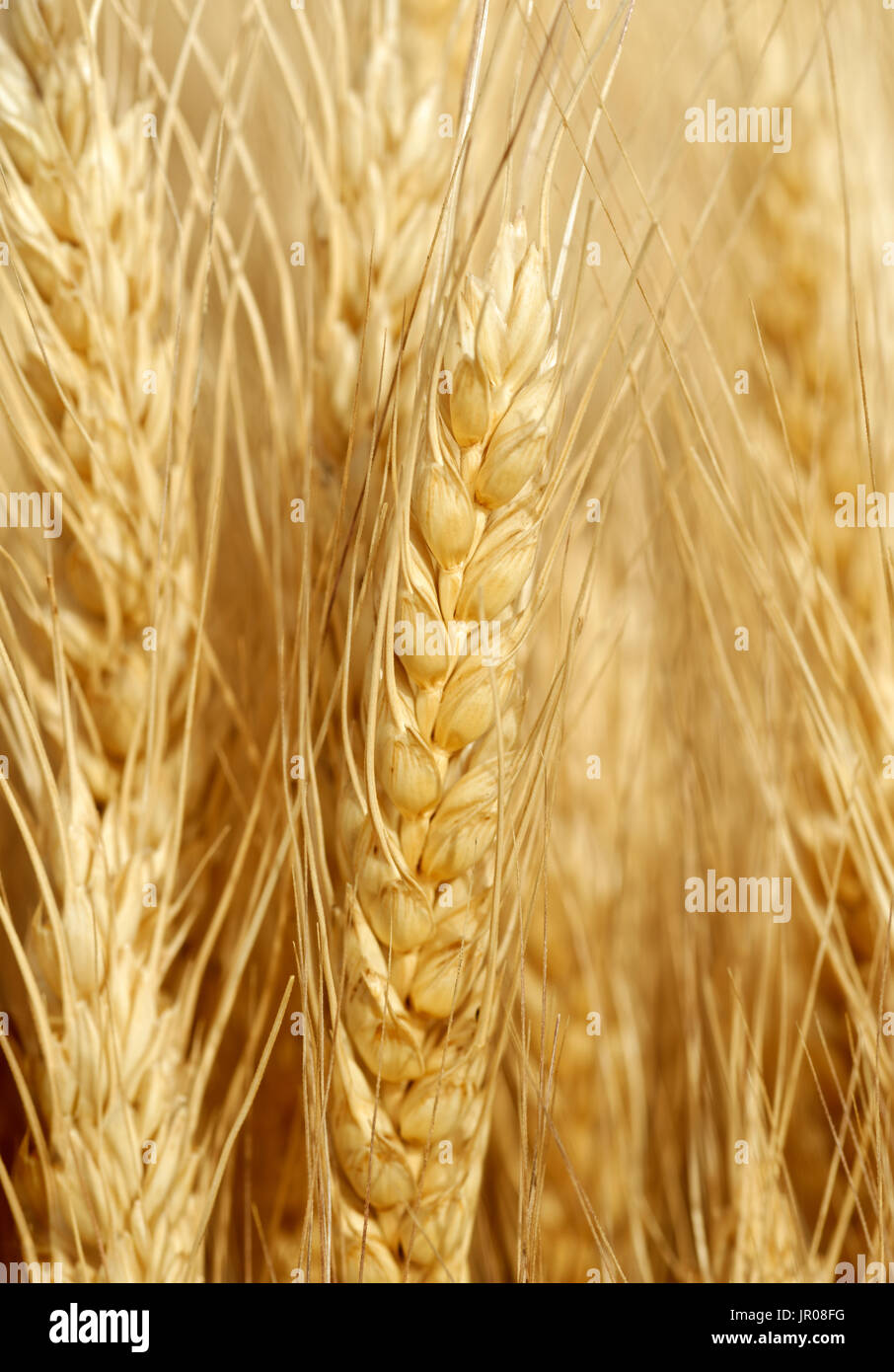 Backgrounds and textures: field of golden wheat, agricultural abstract ...
