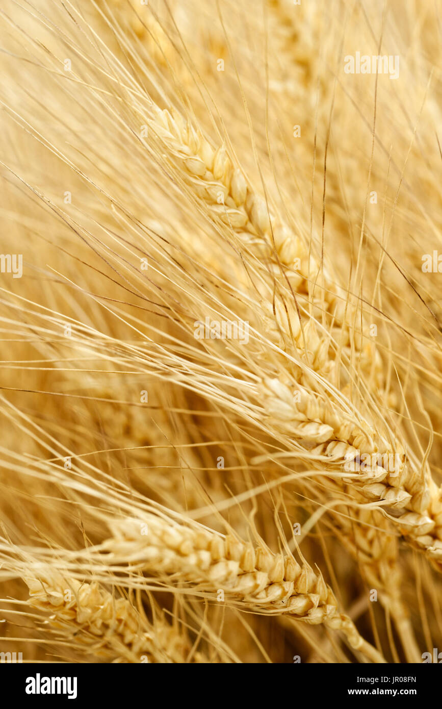Backgrounds and textures: field of golden wheat, agricultural abstract ...
